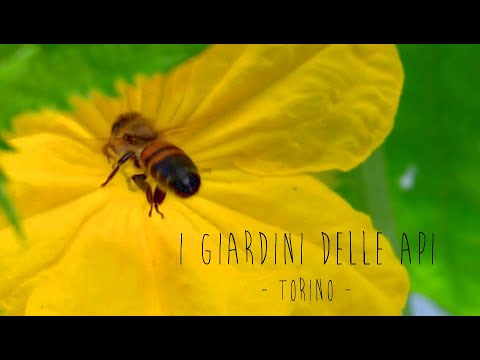 I giardini delle Api: salviamo le api seminando fiori - crowdfunding